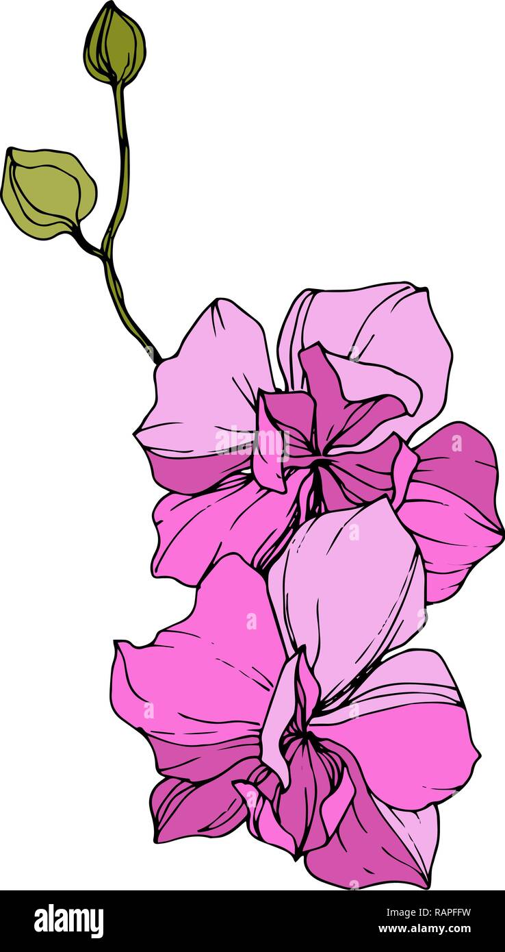 Vector Pink Orchid. Floral botanical flower. Engraved ink art. Isolated ...