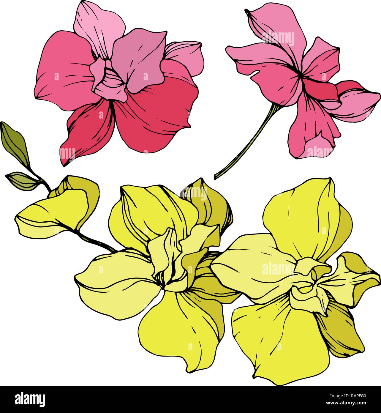 Vector Pink and yellow Orchid. Floral botanical flower. Engraved ink ...