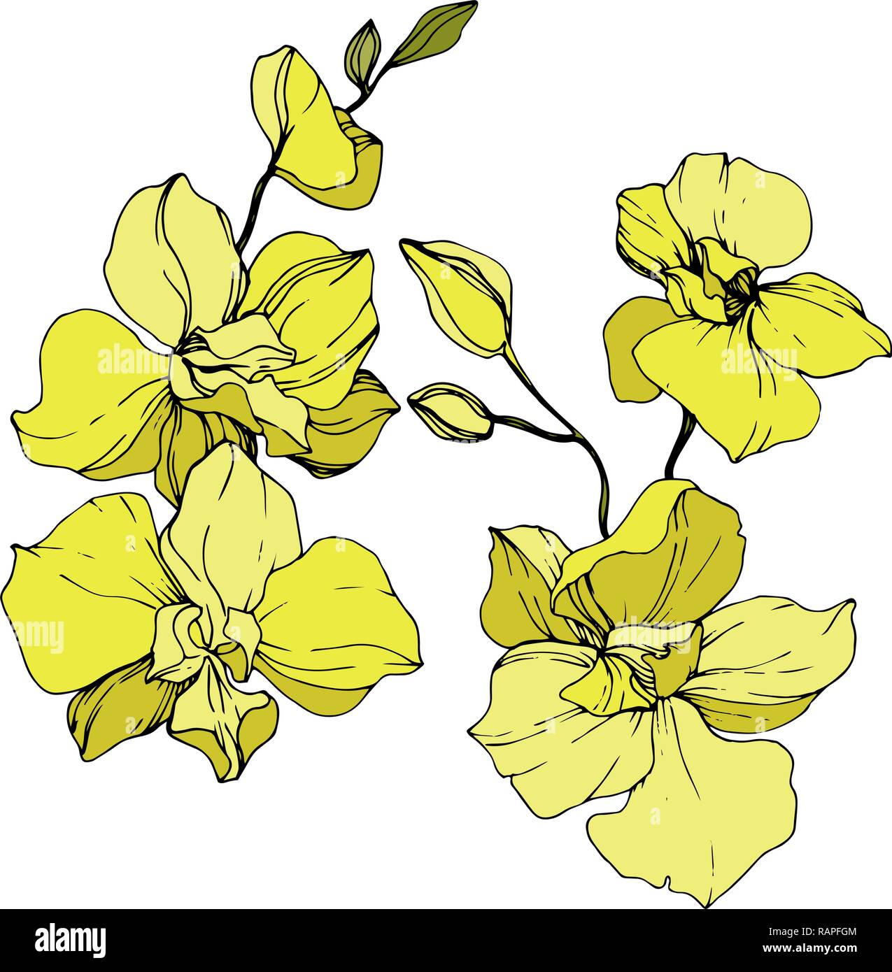 Vector Yellow Orchid. Floral botanical flower. Engraved ink art ...