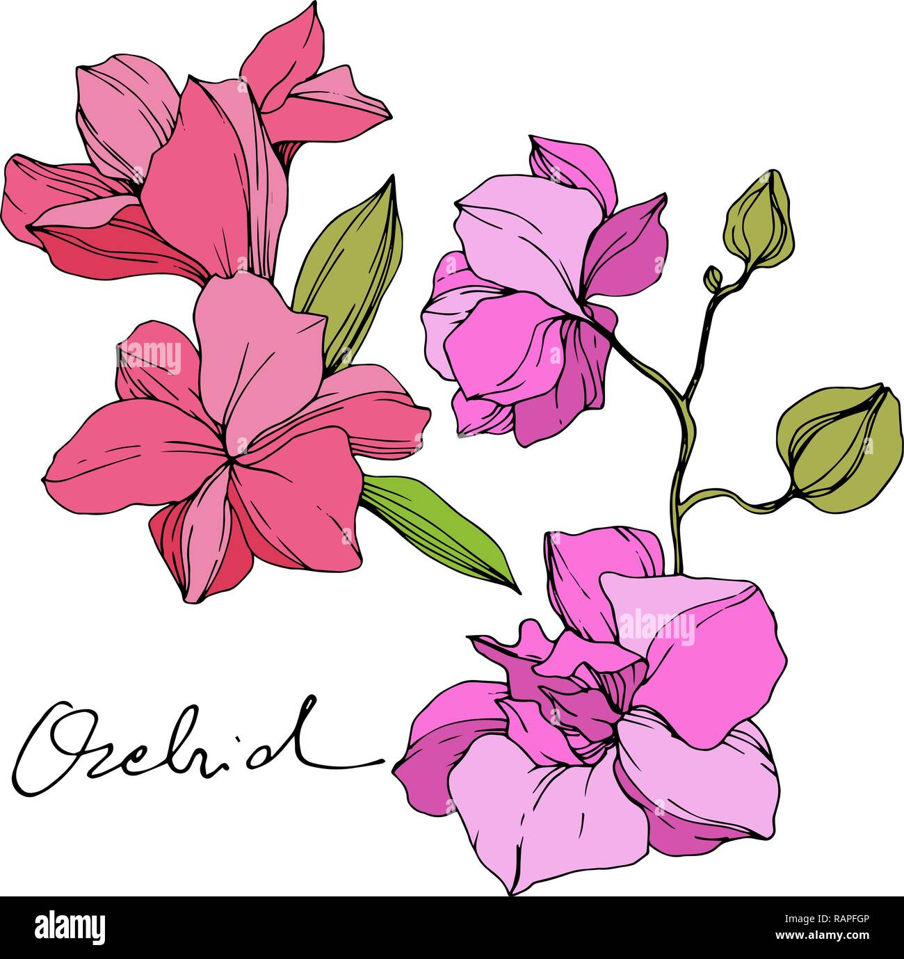 Vector Pink Orchid. Floral botanical flower. Engraved ink art. Isolated ...