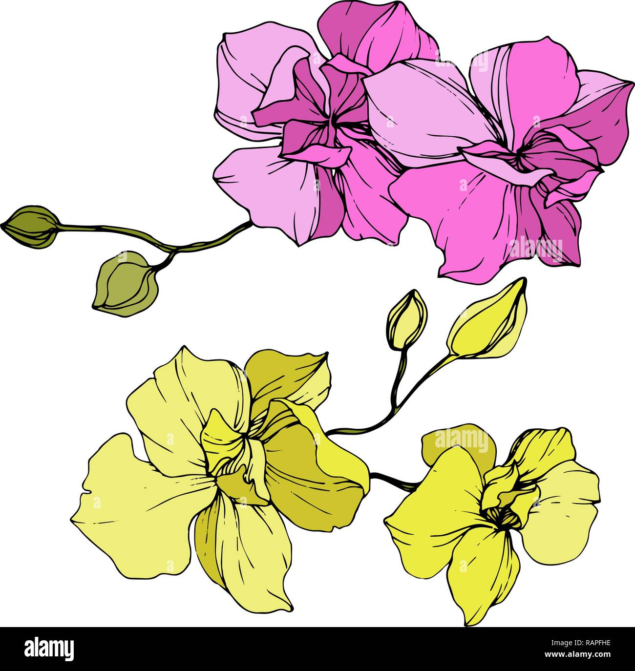 Vector Pink and yellow Orchid. Floral botanical flower. Engraved ink ...