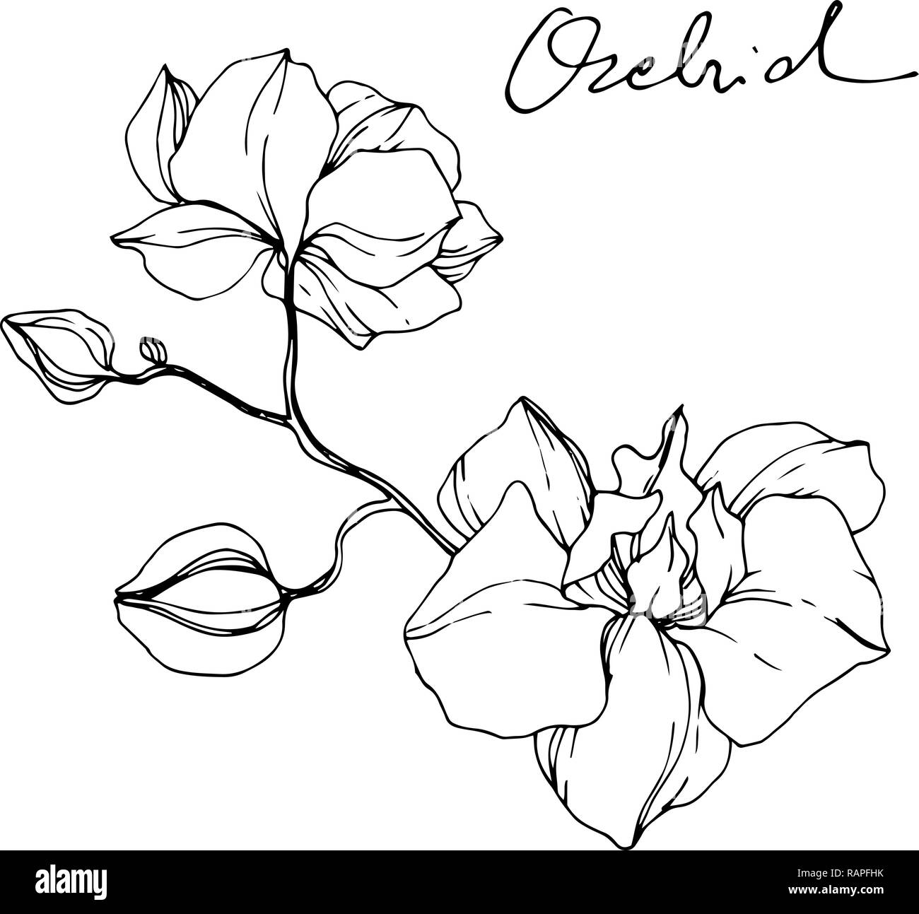 Vector Orchid. Floral botanical flower. Black and white engraved ink ...