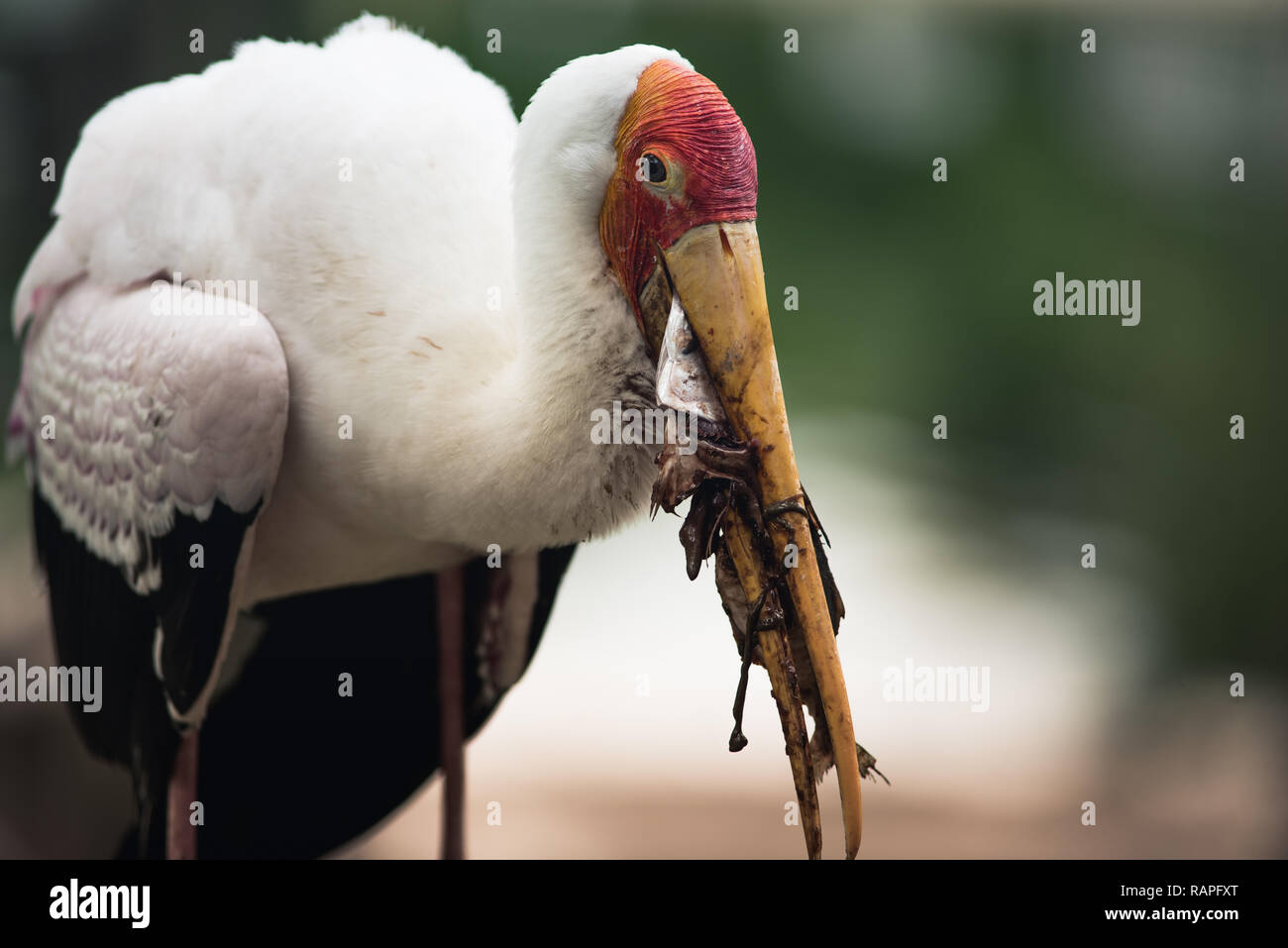 Yellow biled stork hi-res stock photography and images - Alamy