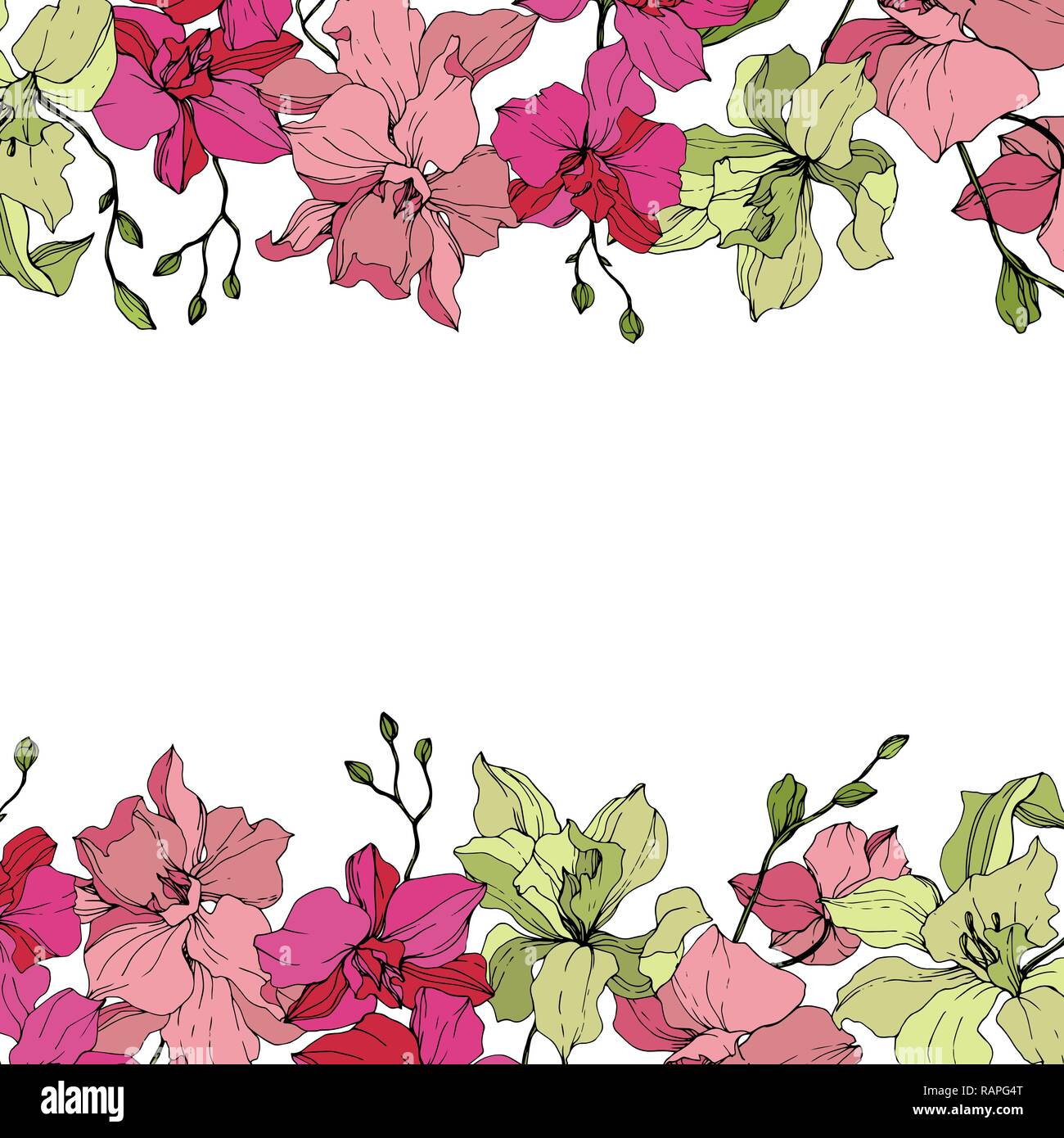 Vector Orchid. Floral botanical flower. Pink and yellow engraved ink ...