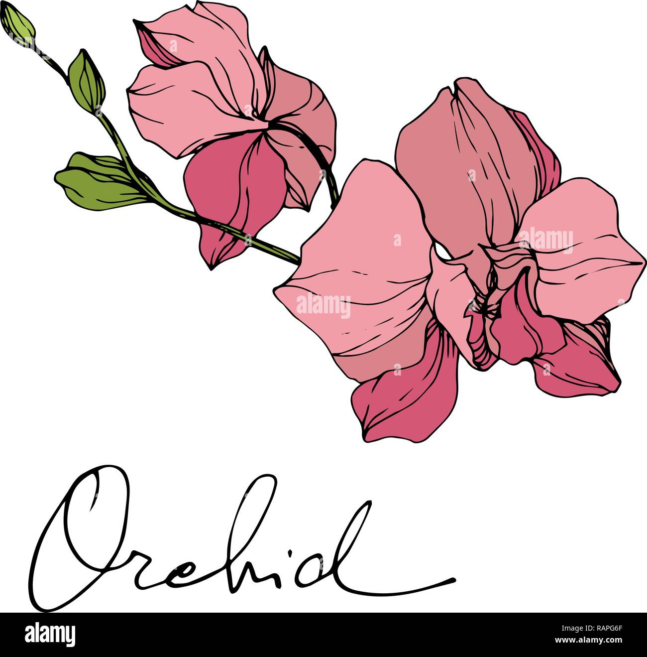 Vector Pink Orchid. Floral botanical flower. Engraved ink art. Isolated ...
