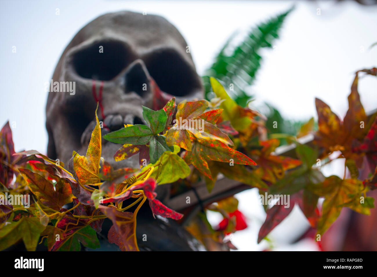 Human Death Skeleton Bones and Skull Photo Stock Photo - Alamy