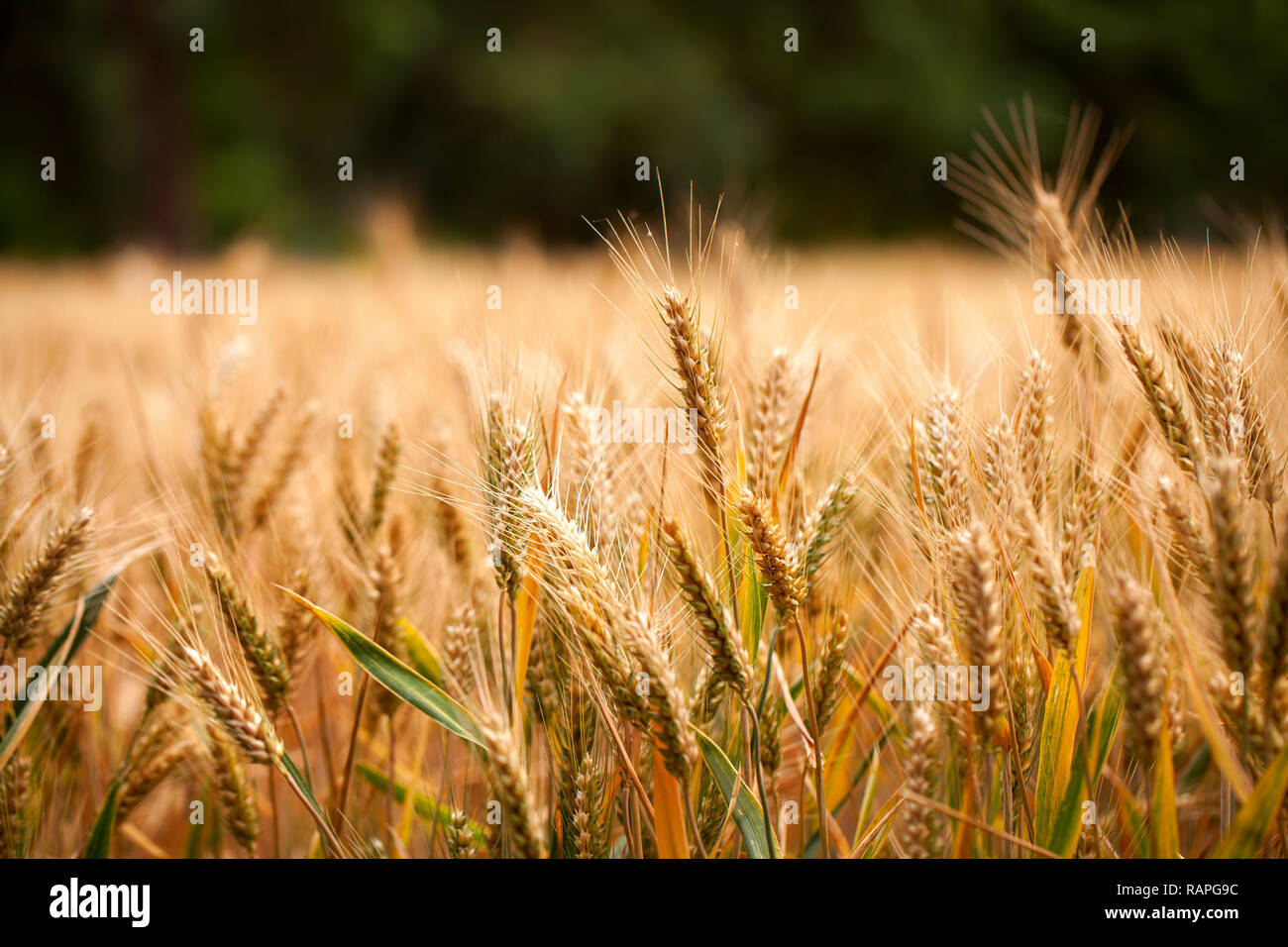 Agriculture Plant Spike Field in Nature Photo Stock Photo - Alamy