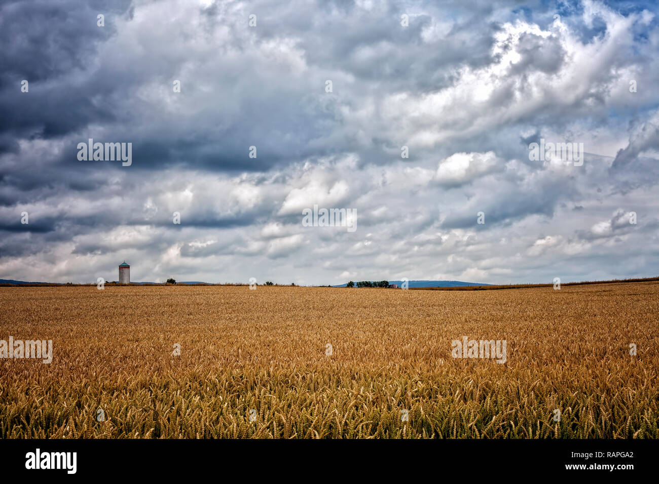 Agriculture Plant Spike Field in Nature Photo Stock Photo - Alamy