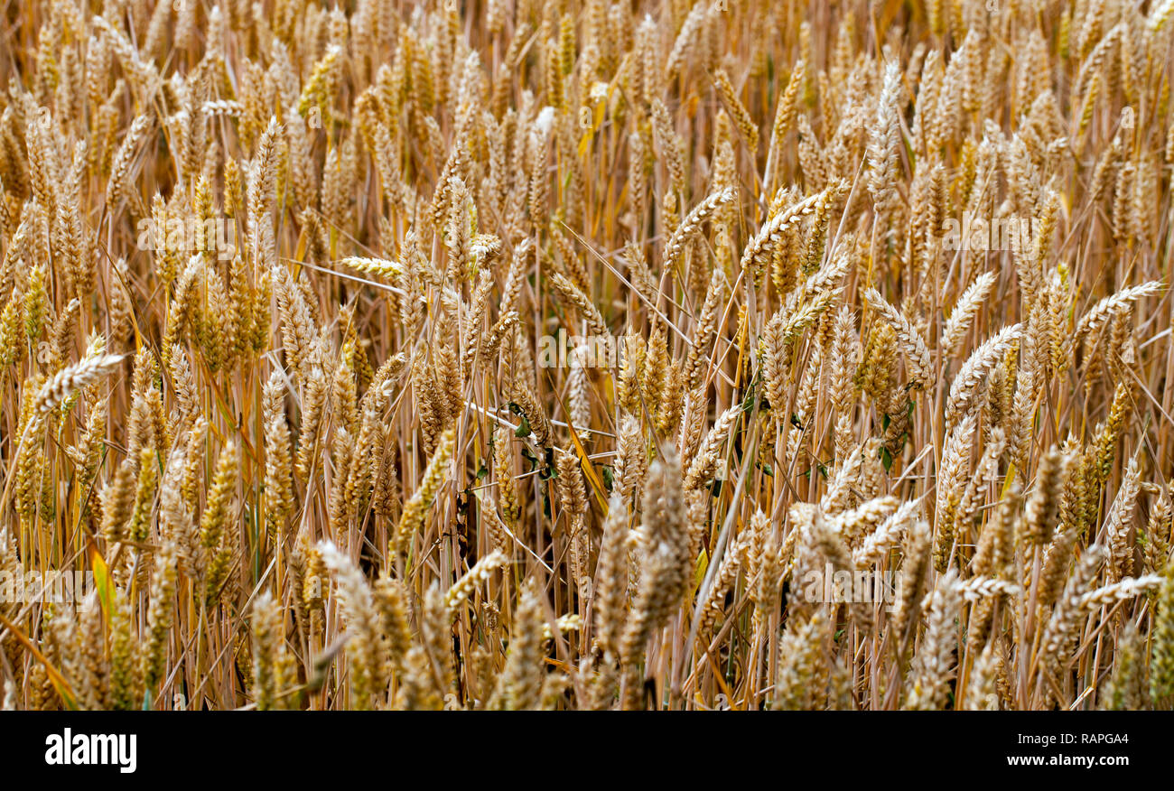 Agriculture Plant Spike Field in Nature Photo Stock Photo - Alamy
