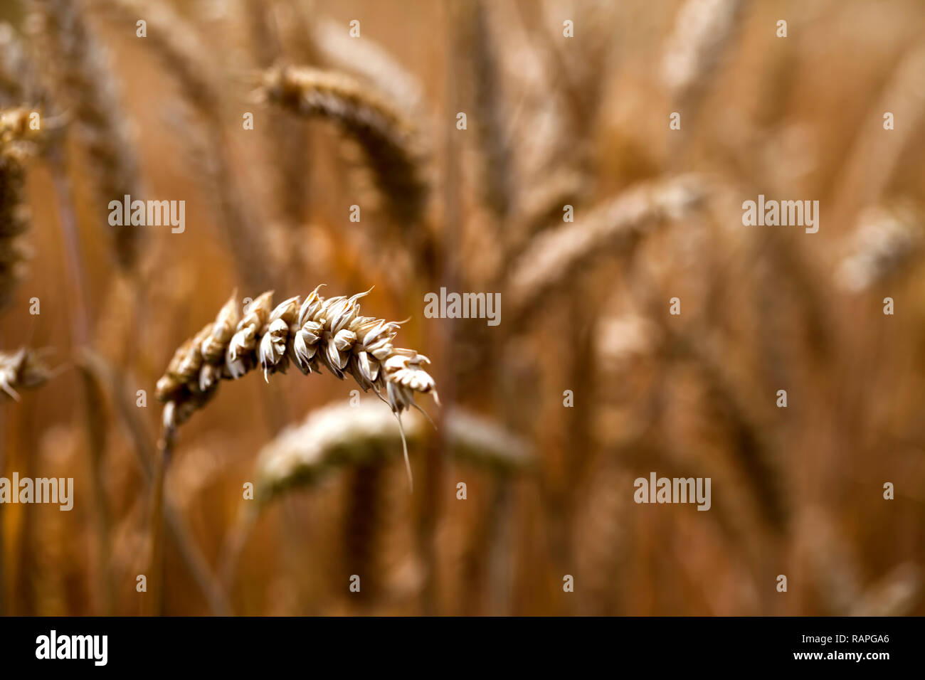 Agriculture Plant Spike Field in Nature Photo Stock Photo - Alamy