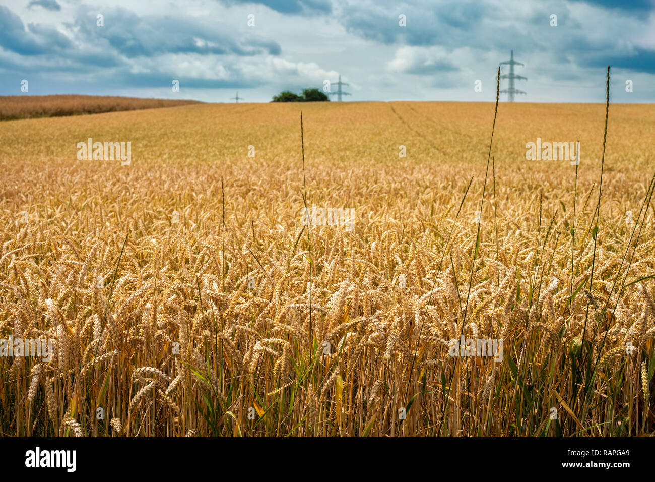 Agriculture Plant Spike Field in Nature Photo Stock Photo - Alamy