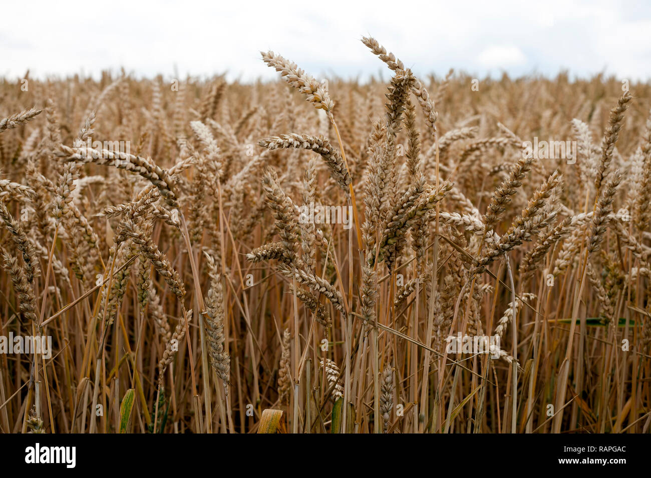 Agriculture Plant Spike Field in Nature Photo Stock Photo - Alamy