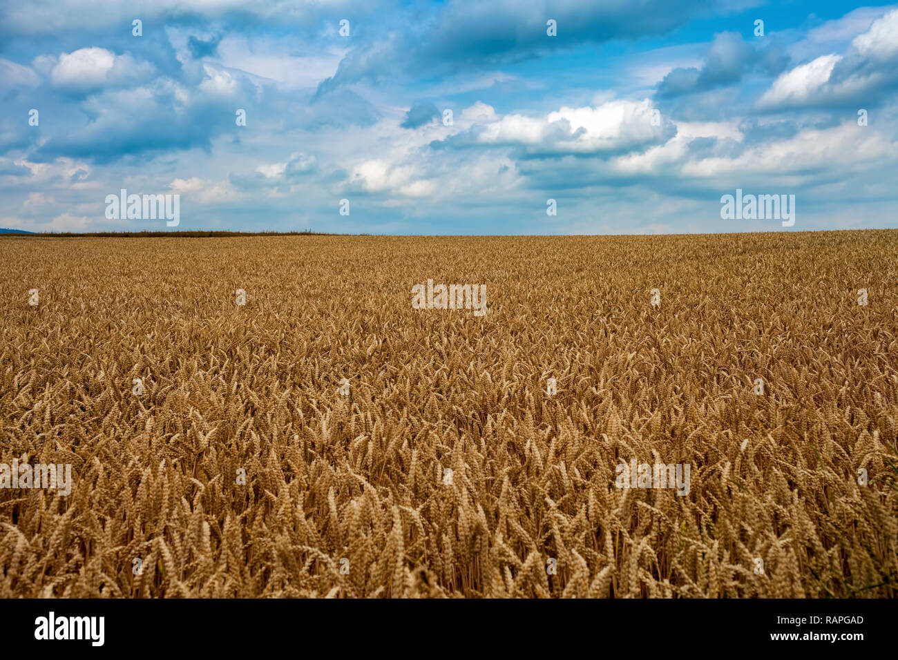 Agriculture Plant Spike Field in Nature Photo Stock Photo - Alamy