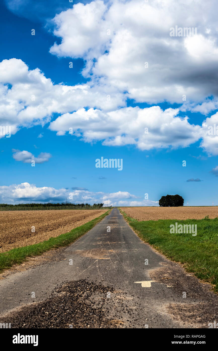 Agriculture Plant Spike Field in Nature Photo Stock Photo - Alamy