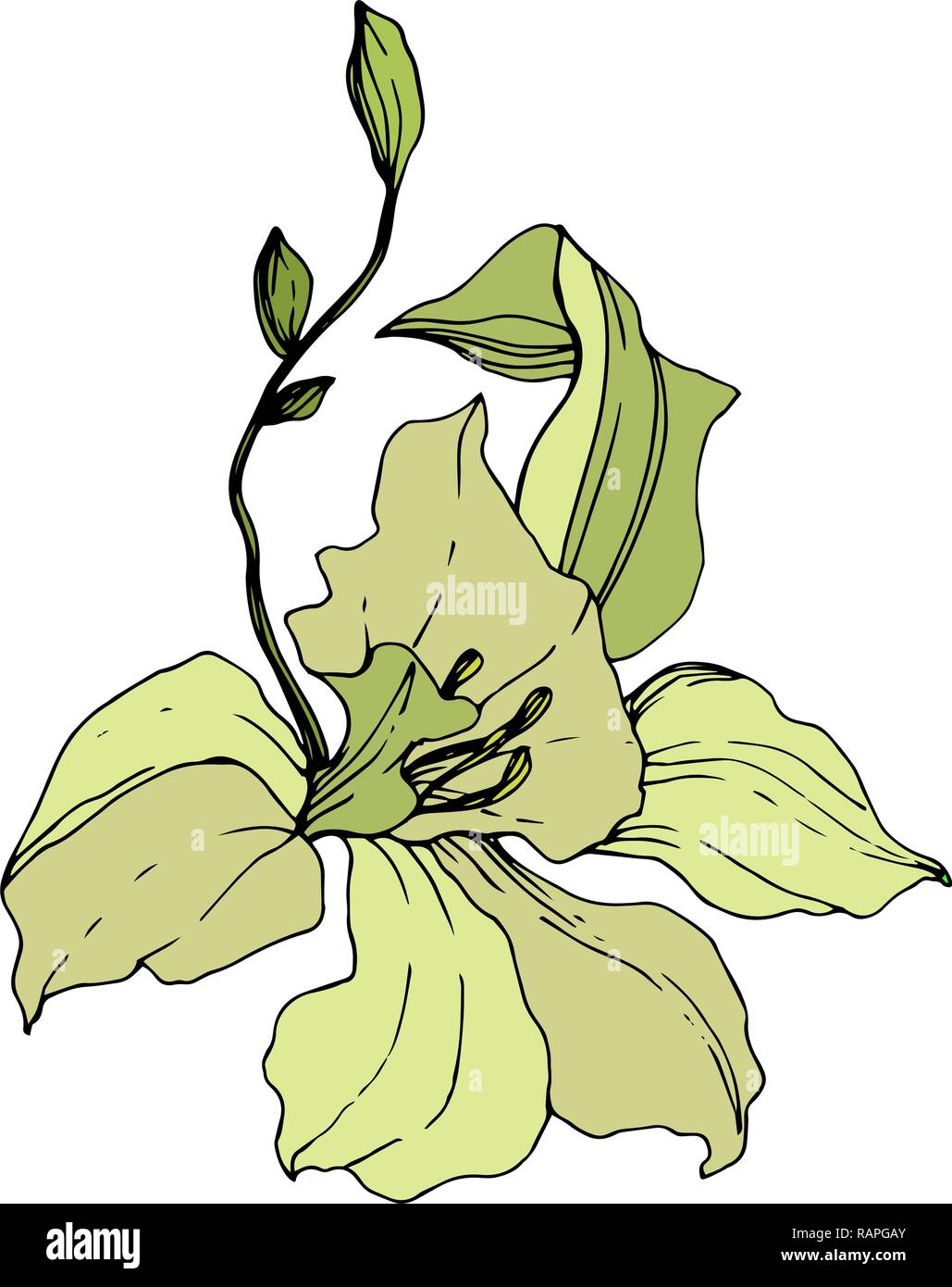 Vector Yellow and pink Orchid. Floral botanical flower. Engraved ink ...