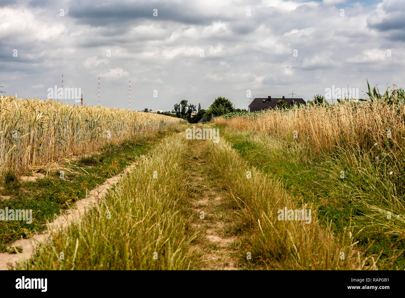 Agriculture Plant Spike Field in Nature Photo Stock Photo - Alamy