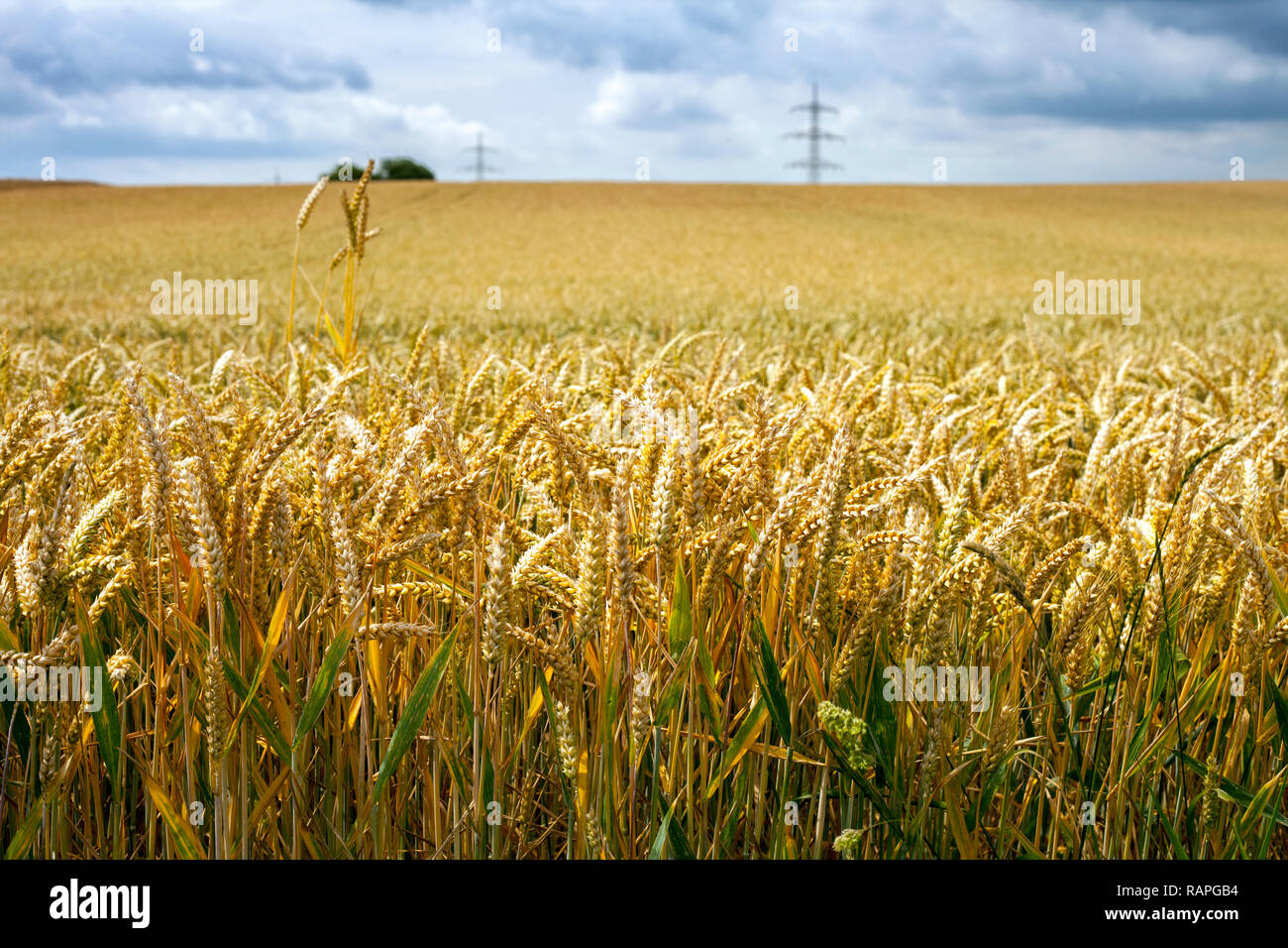 Agriculture Plant Spike Field in Nature Photo Stock Photo - Alamy
