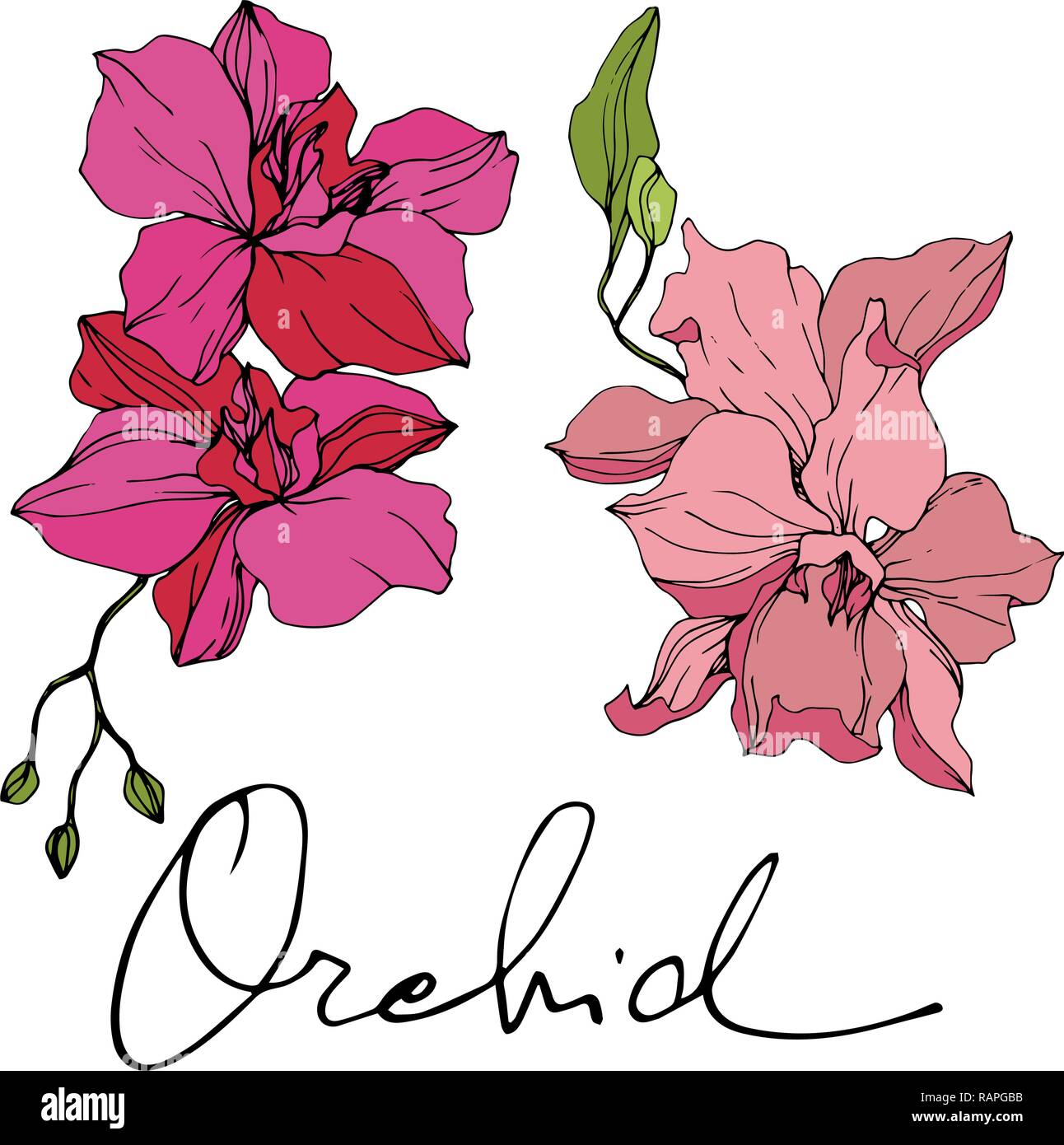 Vector Pink Orchid. Floral botanical flower. Engraved ink art. Isolated ...