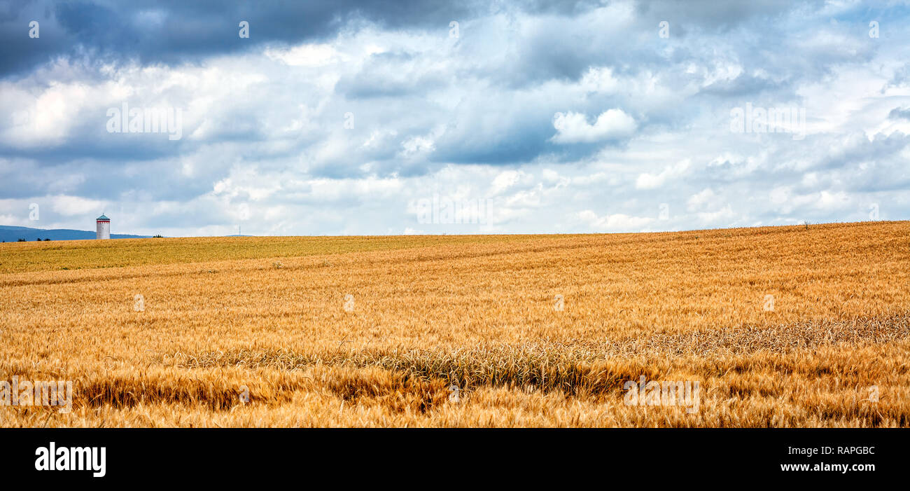 Agriculture Plant Spike Field in Nature Photo Stock Photo - Alamy