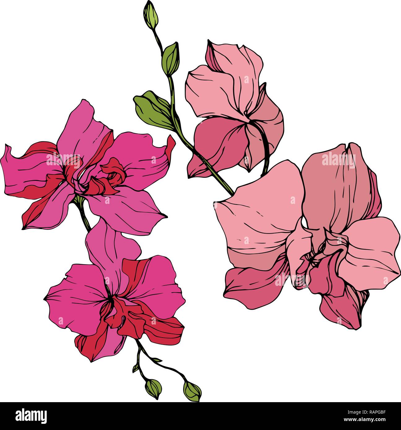 Vector Pink Orchid. Floral botanical flower. Engraved ink art. Isolated ...