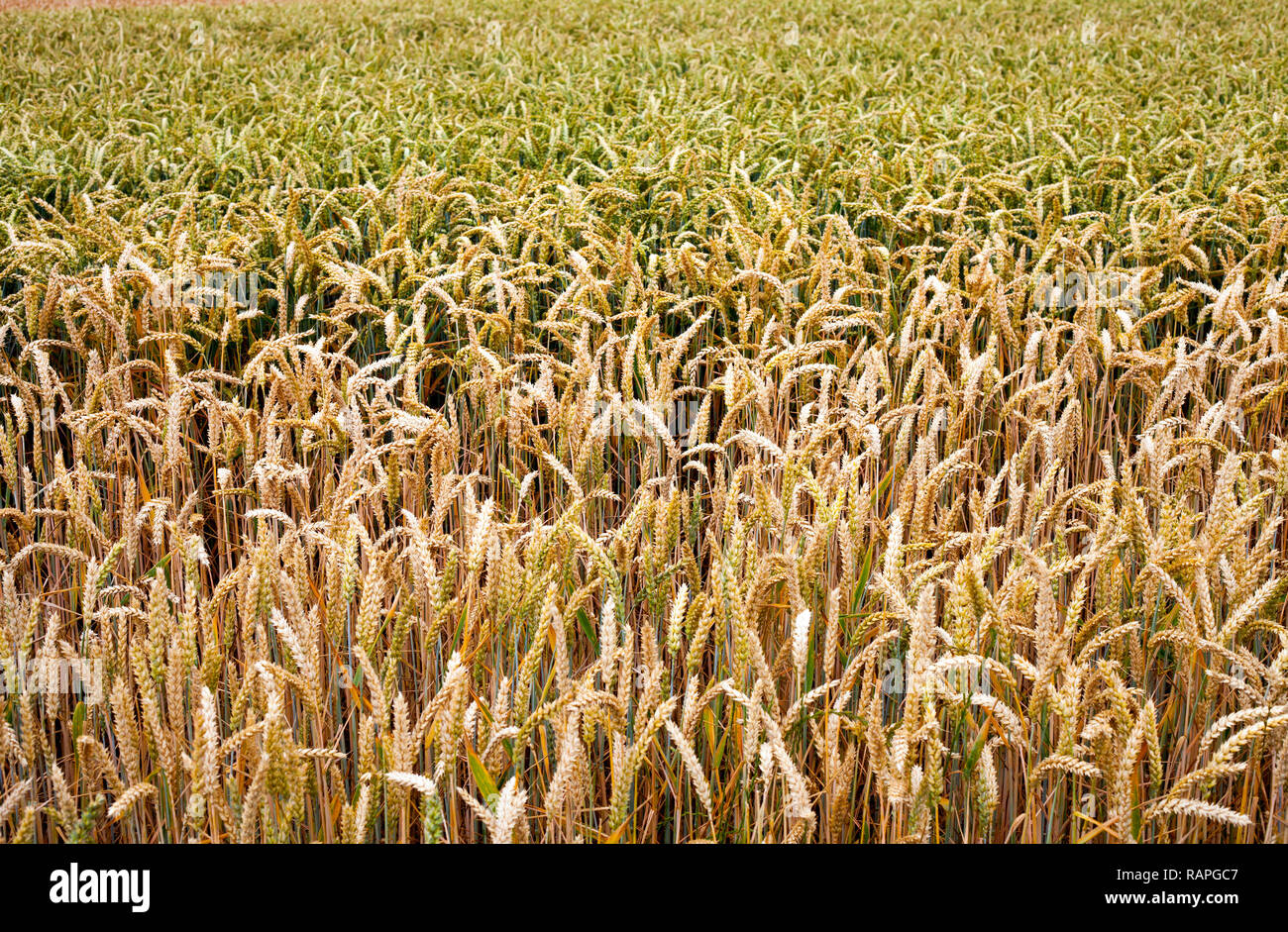Agriculture Plant Spike Field in Nature Photo Stock Photo - Alamy