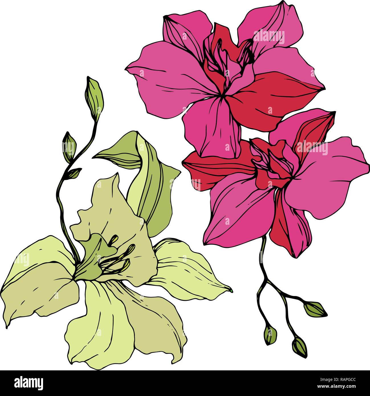 Vector Yellow and pink Orchid. Floral botanical flower. Engraved ink ...