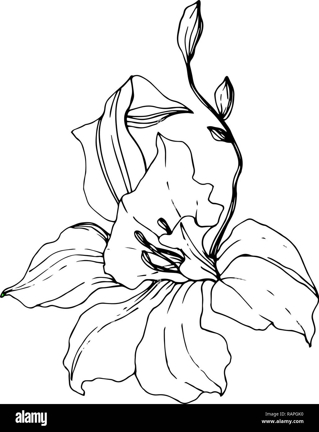 Vector Orchid. Floral botanical flower. Black and white engraved ink ...