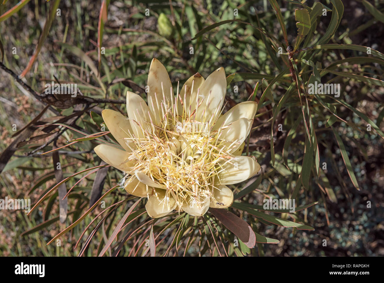 Namaqualand Flower Route High Resolution Stock Photography and Images ...