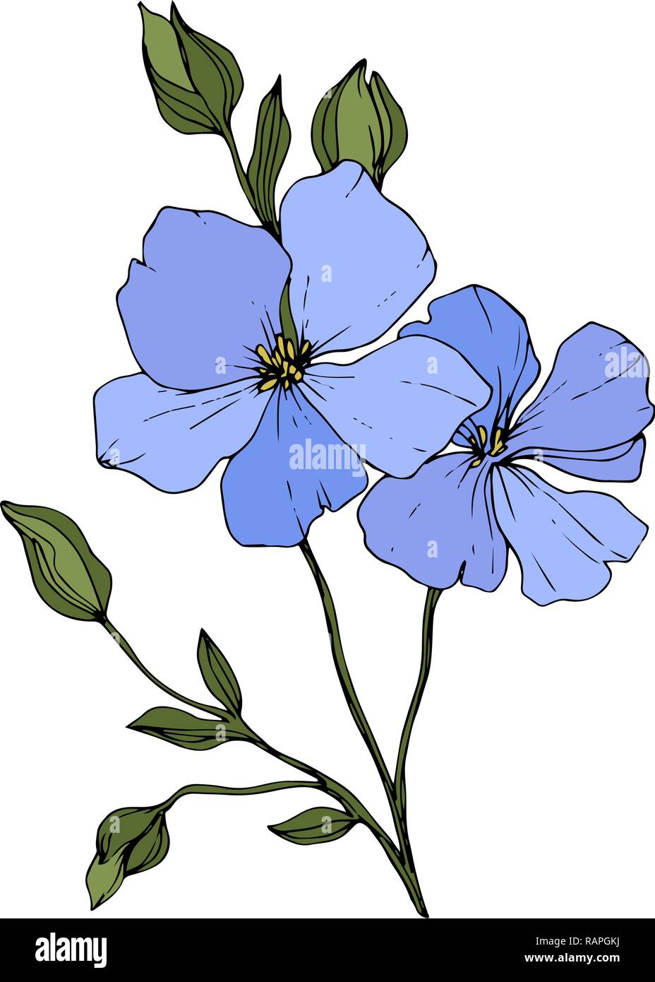 Vector. Blue flax. Floral botanical flower. Green spring leaf ...