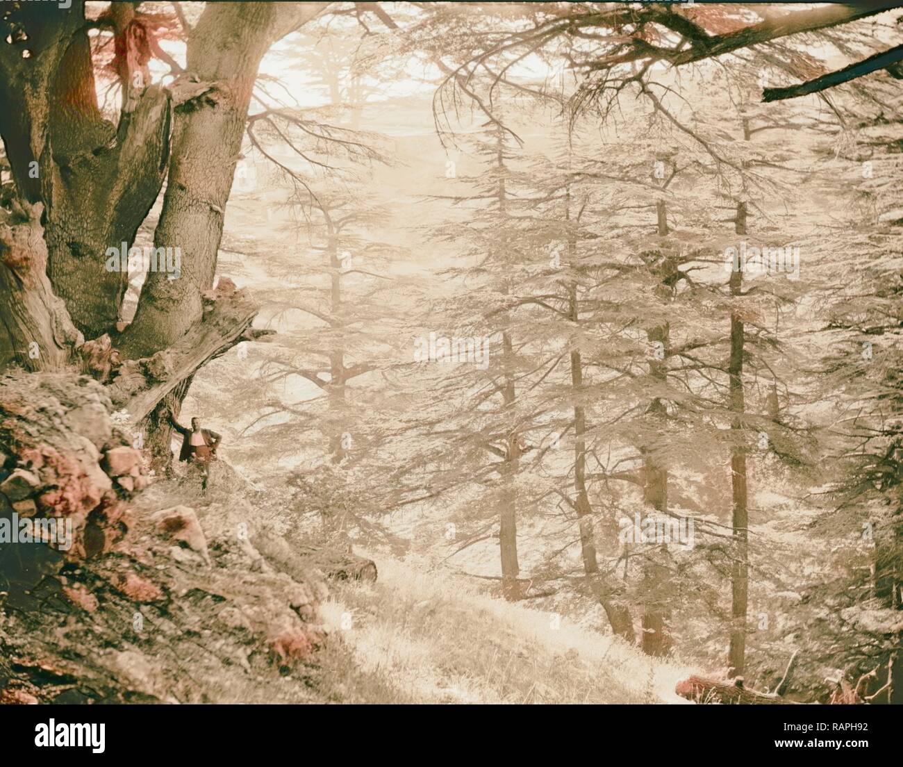 Cedar grove. Cedars of Lebanon. A glen of younger trees. 1920, Lebanon ...