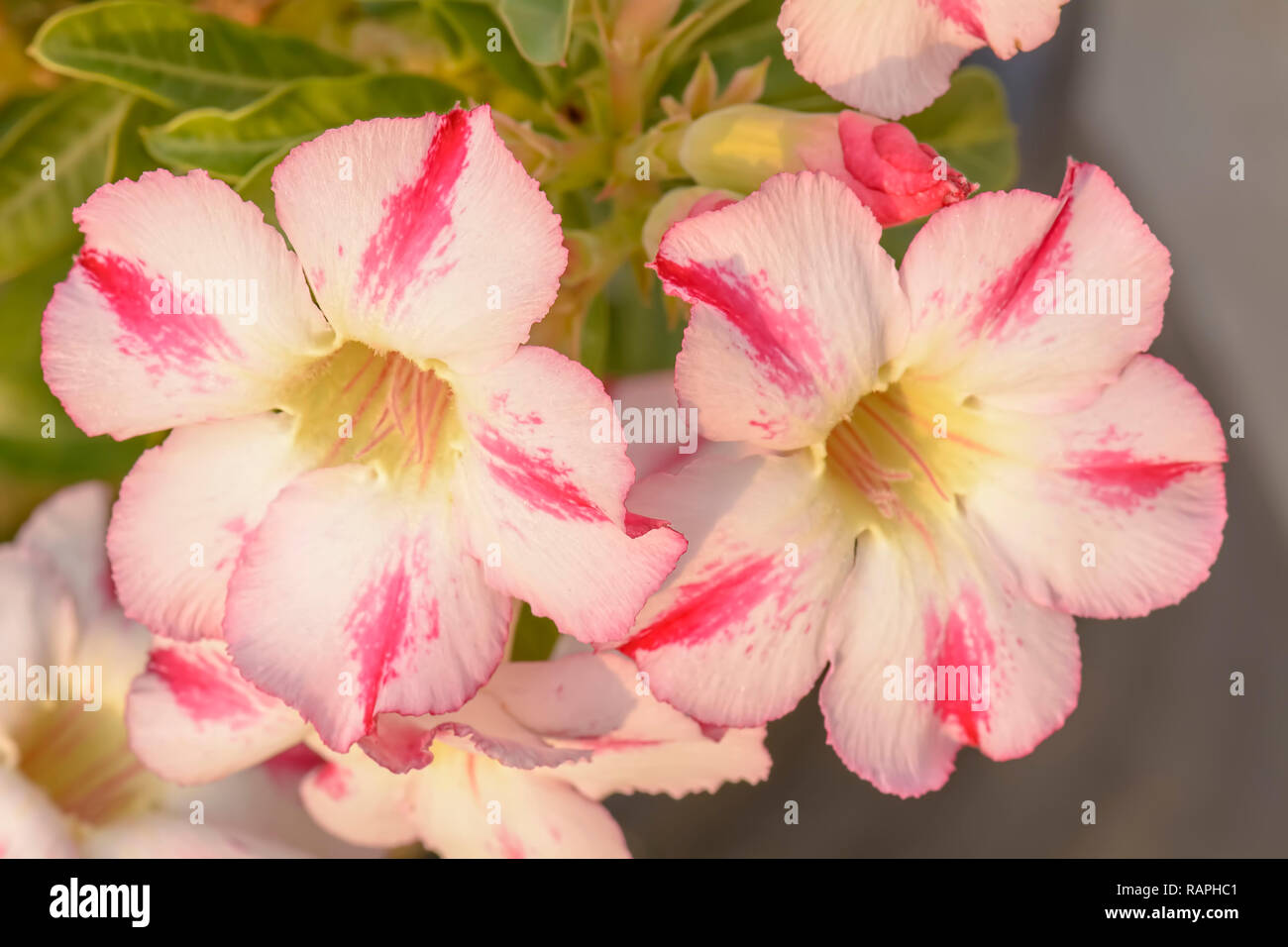 Desert Rose is a bright-colored flowers. Desert Roses are Thai Flower ...