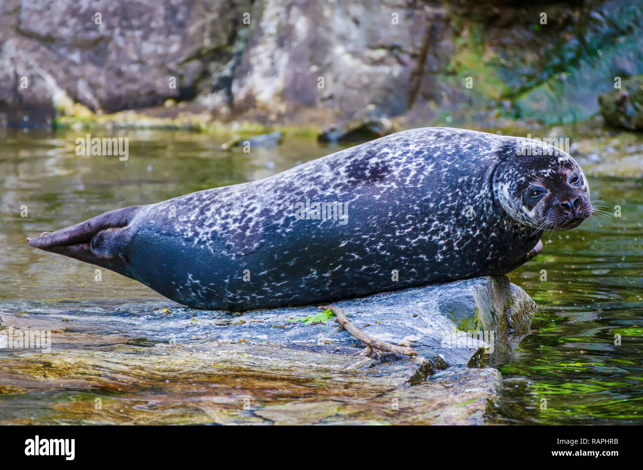 Single seal resting on the rock, natural animal background Stock Photo ...
