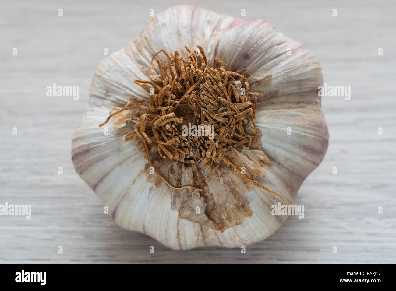 Whole head garlic close up hi-res stock photography and images - Alamy