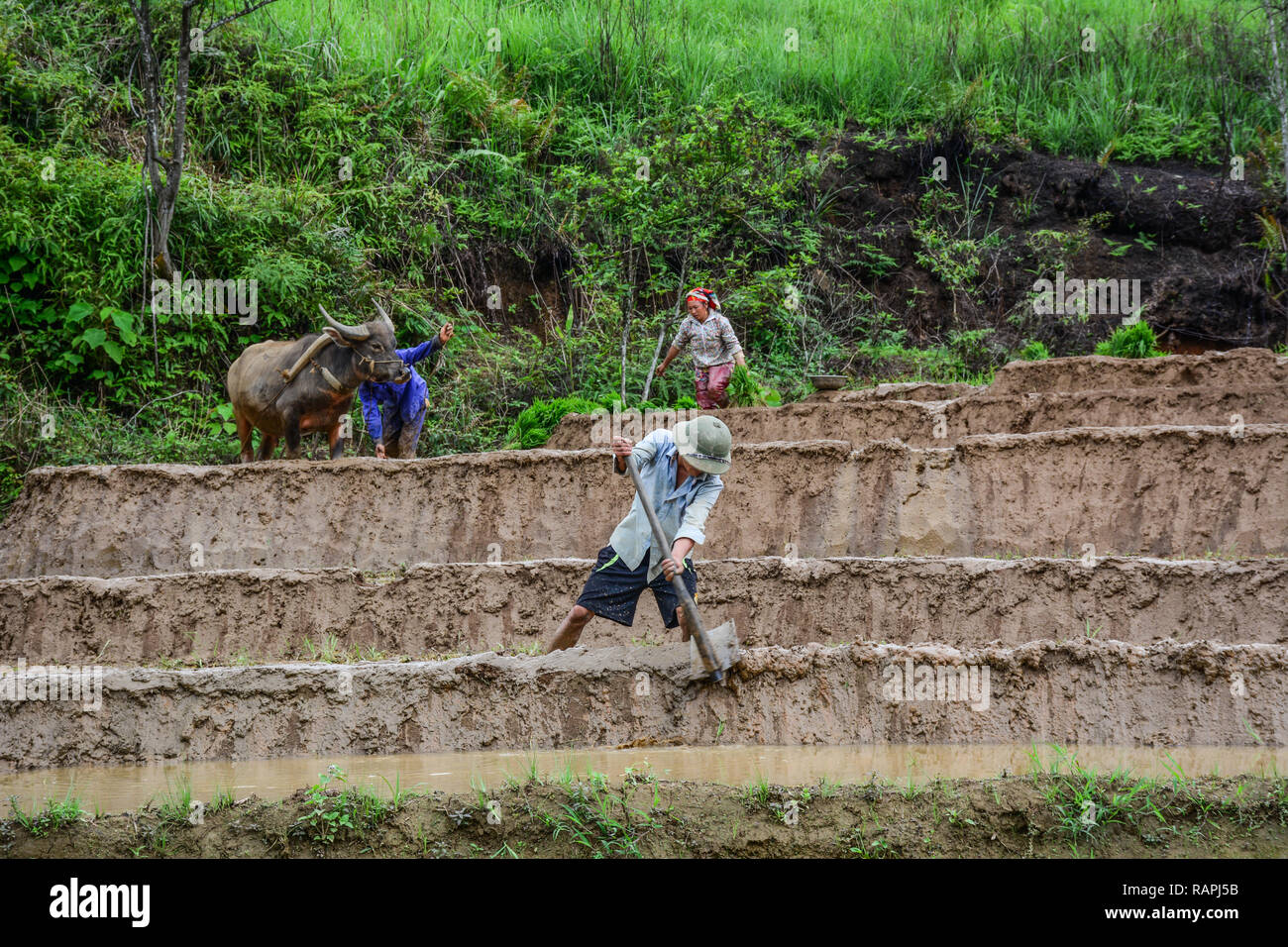 Vietnamese livestock rice farming hi-res stock photography and images ...