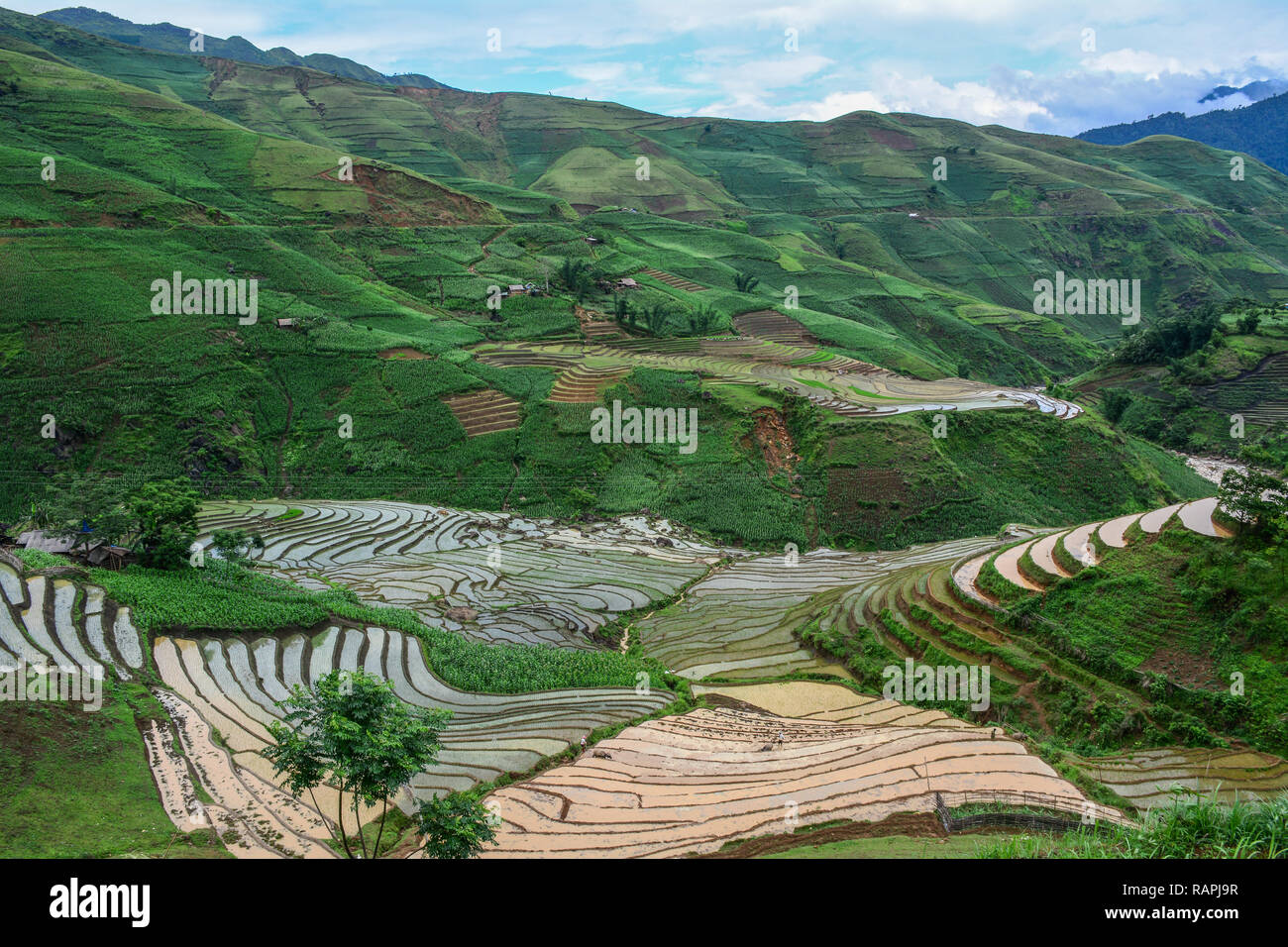 Royalty high-quality free stock image of beautiful terraced rice fields ...