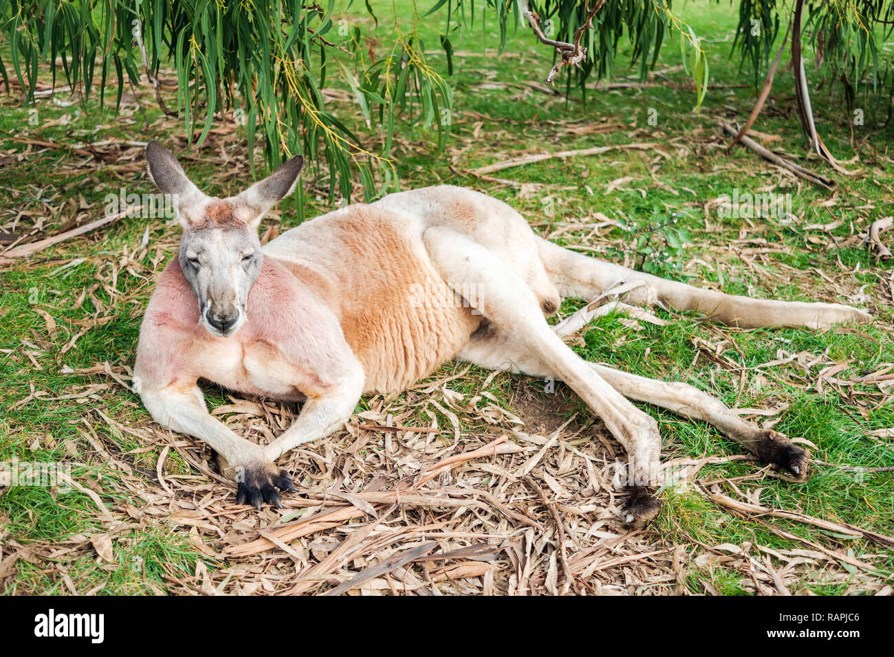 Australian kangaroo sleeping on the grass under eucalyptus tree on a ...