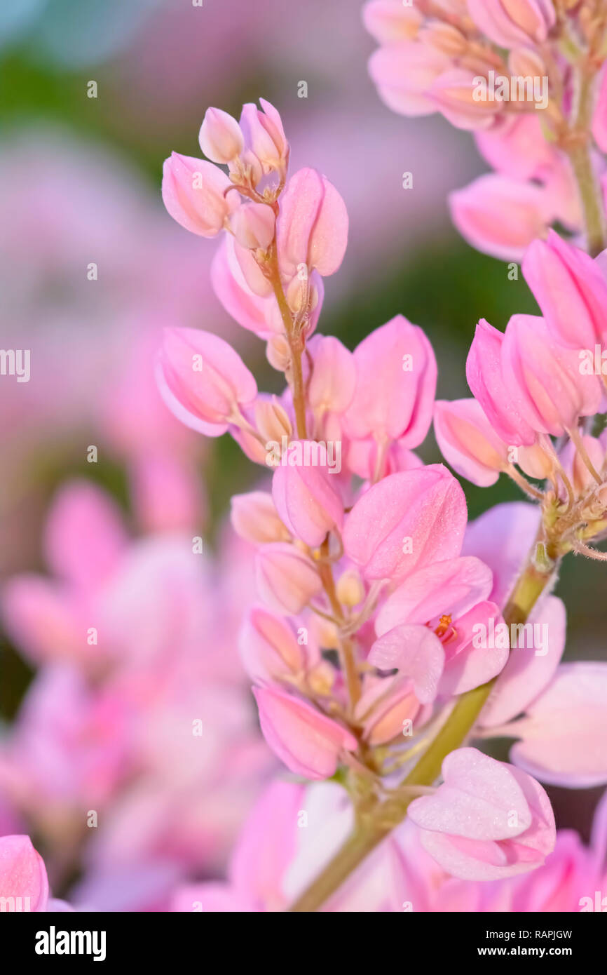 Antigonon leptopus, commonly known as Mexican creeper, coral vine, bee ...