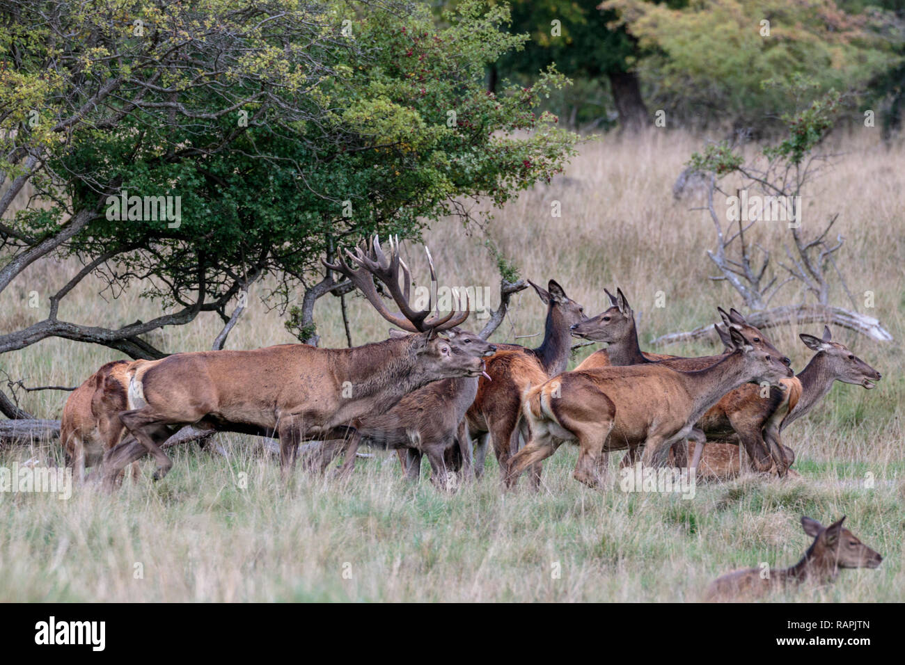 Stag running after hinds with his tongue out during rutseason ...