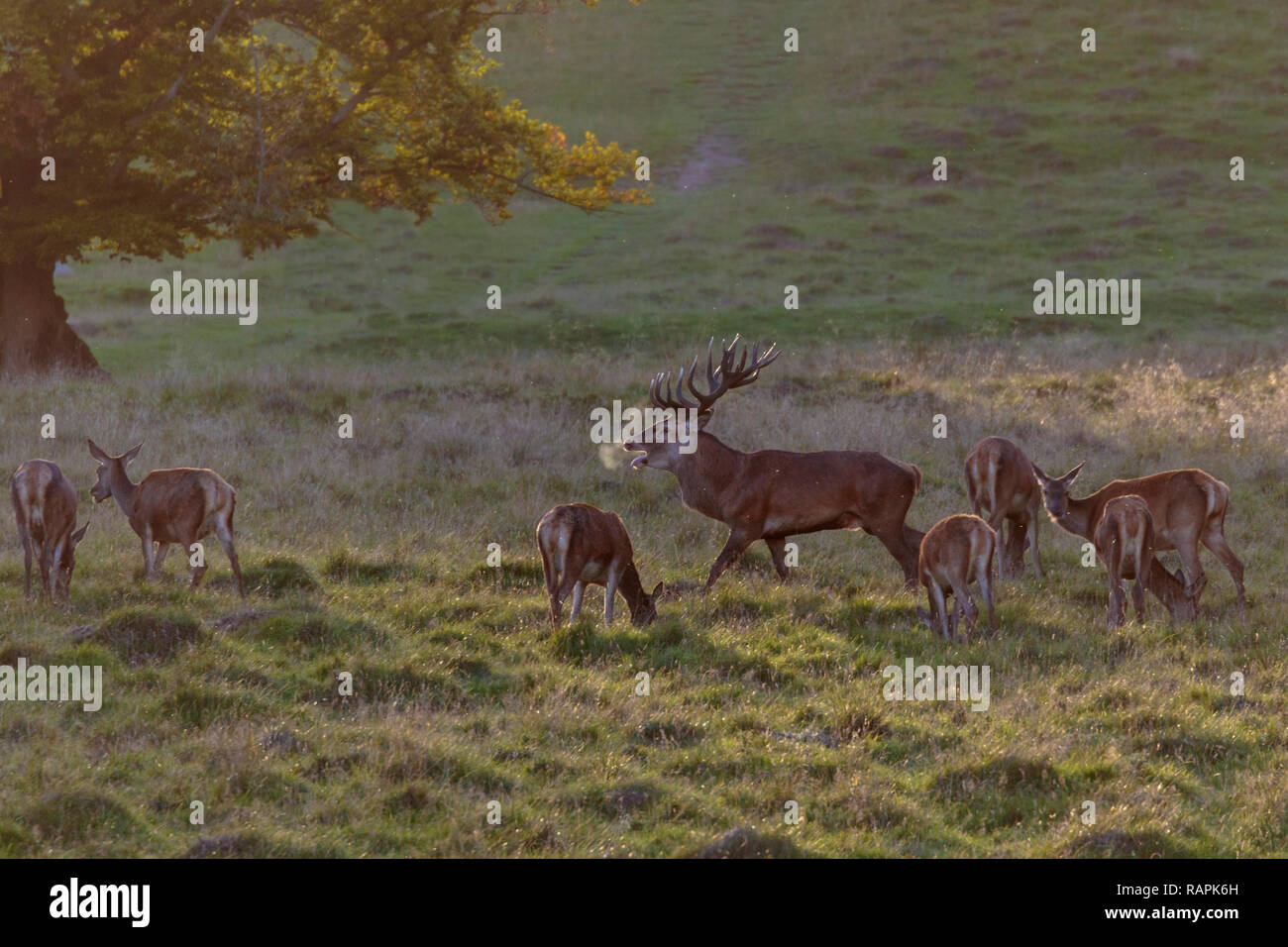 Stag with hinds running around bellowing with his tongue out and smoke ...