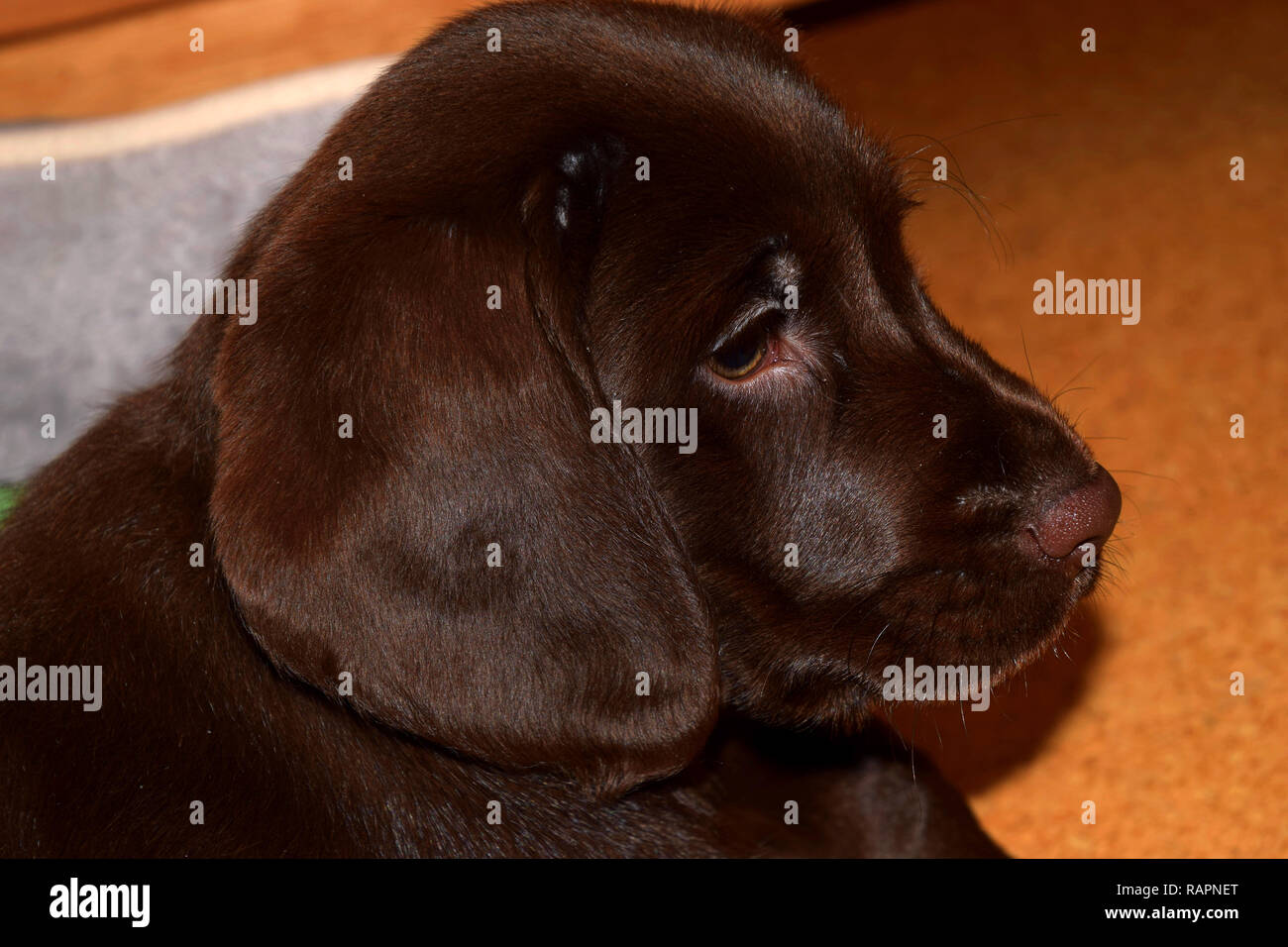 chocolate brown labrador puppy side view portrait, chocolate labrador ...
