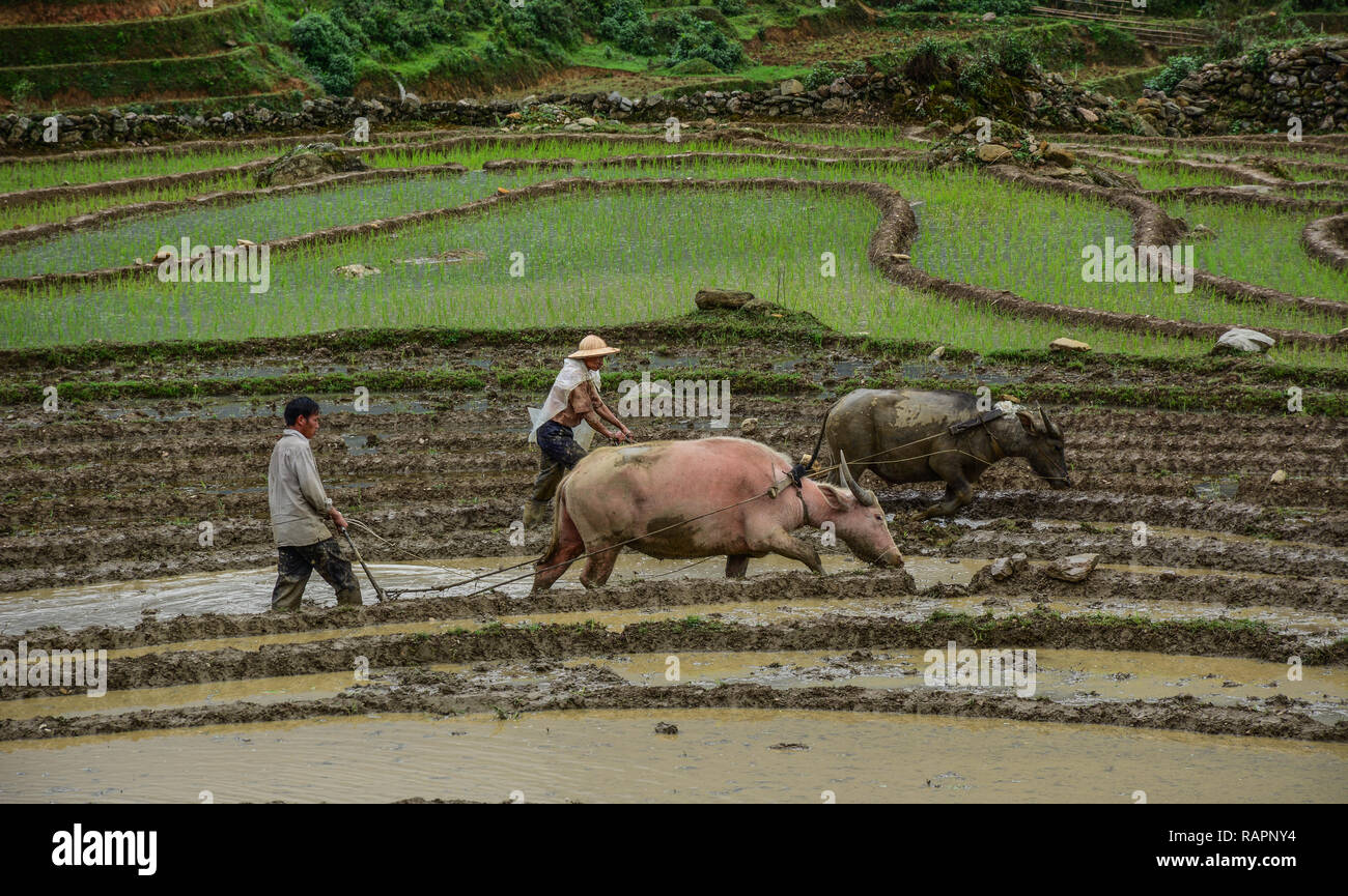 Vietnamese livestock rice farming hi-res stock photography and images ...