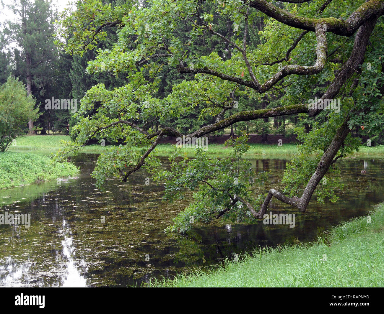 View of lake through branches of old oak tree on cloudy days. Pond with ...