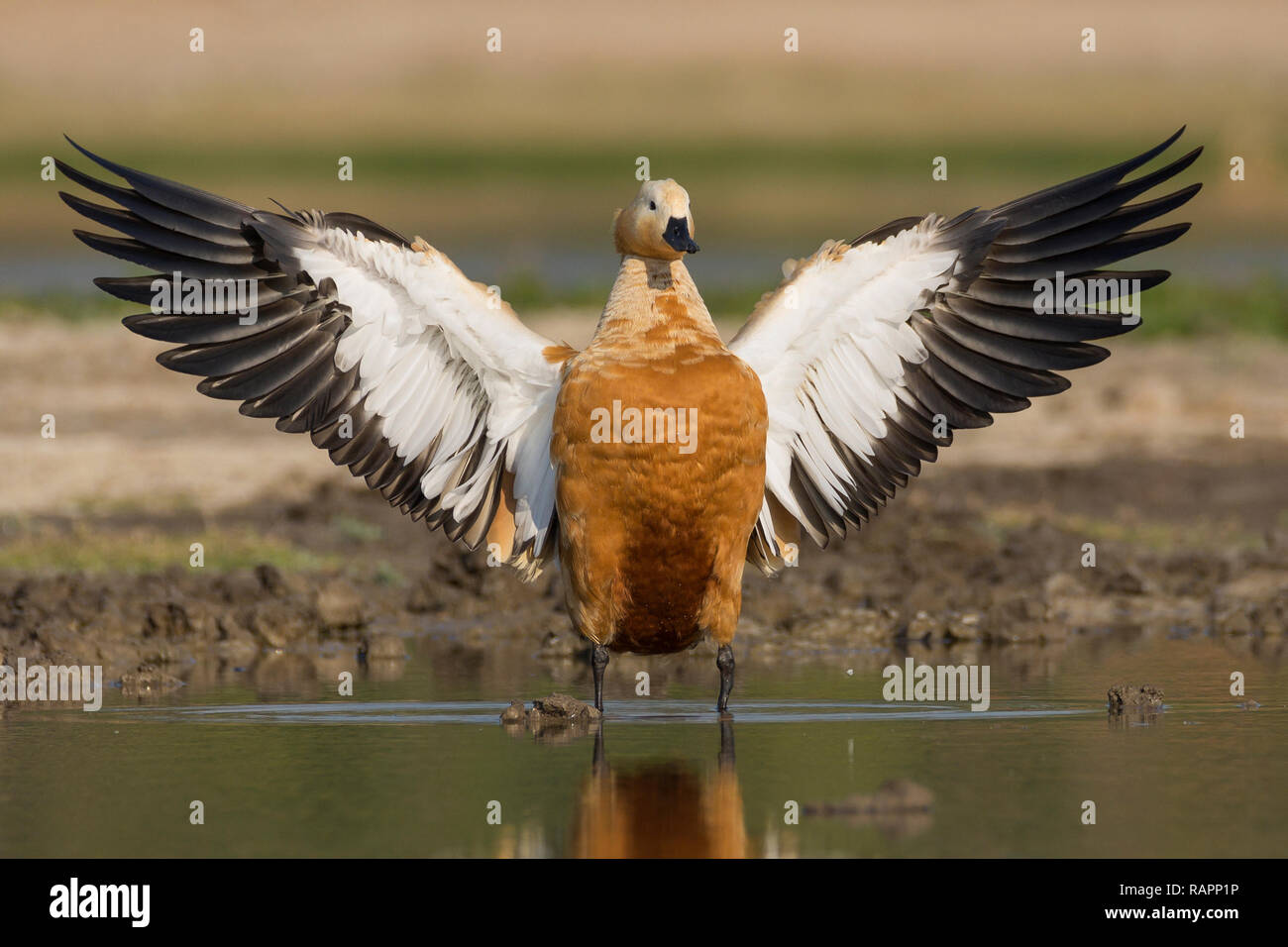 Flapping wings hi-res stock photography and images - Alamy