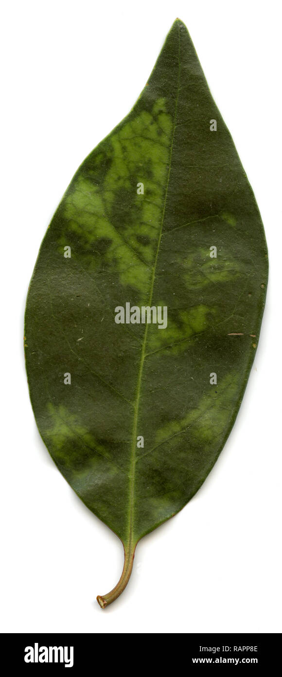 High detail water texture Cut Out Stock Images & Pictures - Alamy