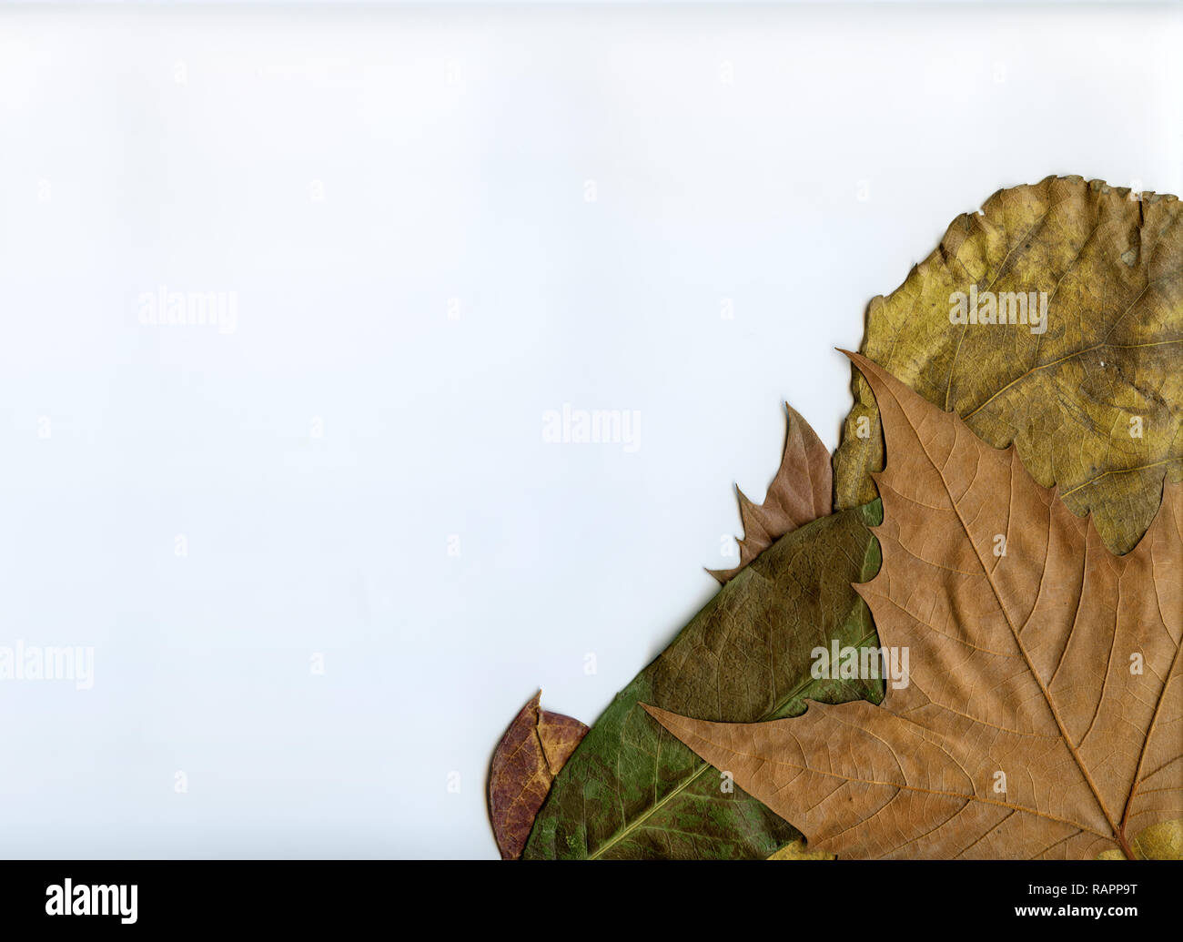 Natural Plant Leaves Macro High Detailed Background Photo Stock Photo ...