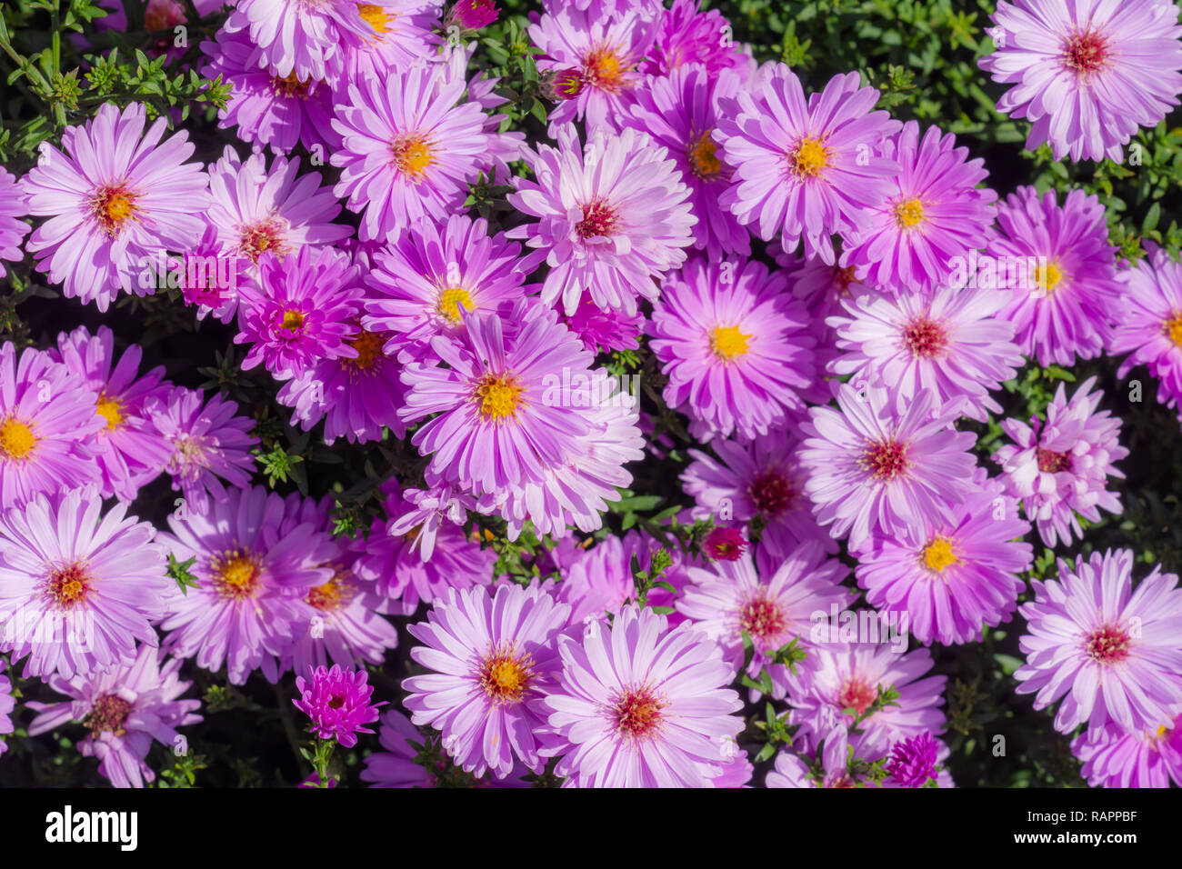Pink aster flowers hi-res stock photography and images - Alamy