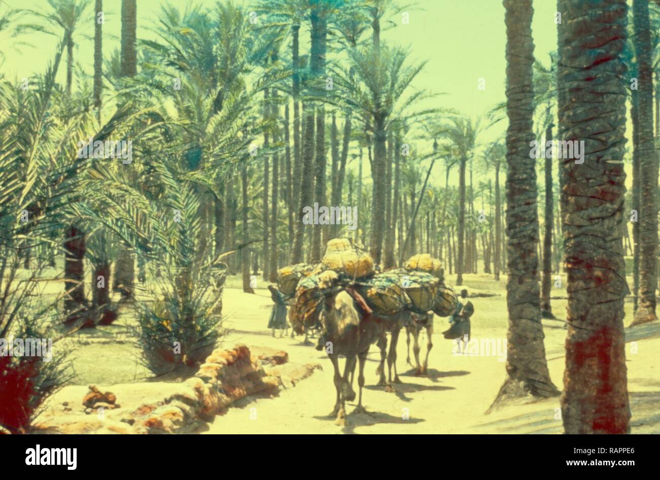 Memphis. Scene in a Memphis palm grove. 1950, Egypt, Memphis (Extinct ...