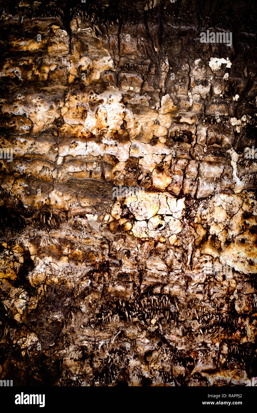 Natural Tree Wood Bark Trunk Background Material Stock Photo - Alamy