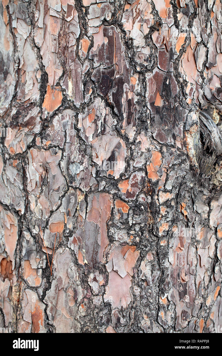 Natural Tree Wood Bark Trunk Background Material Stock Photo - Alamy