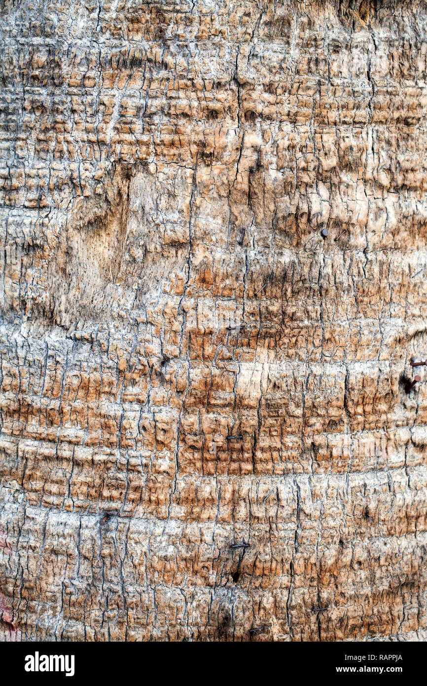 Natural Tree Wood Bark Trunk Background Material Stock Photo - Alamy